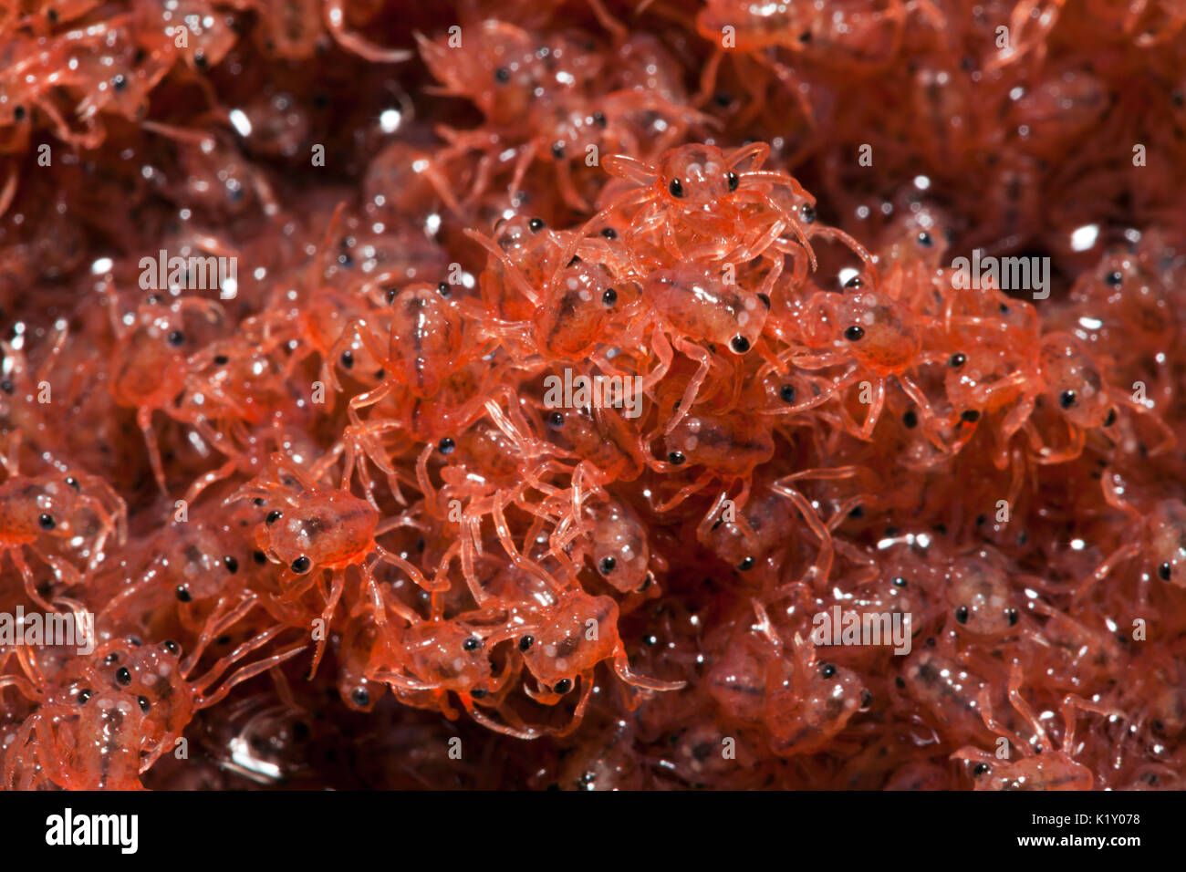Christmas island red crab larva hi-res stock photography and images - Alamy