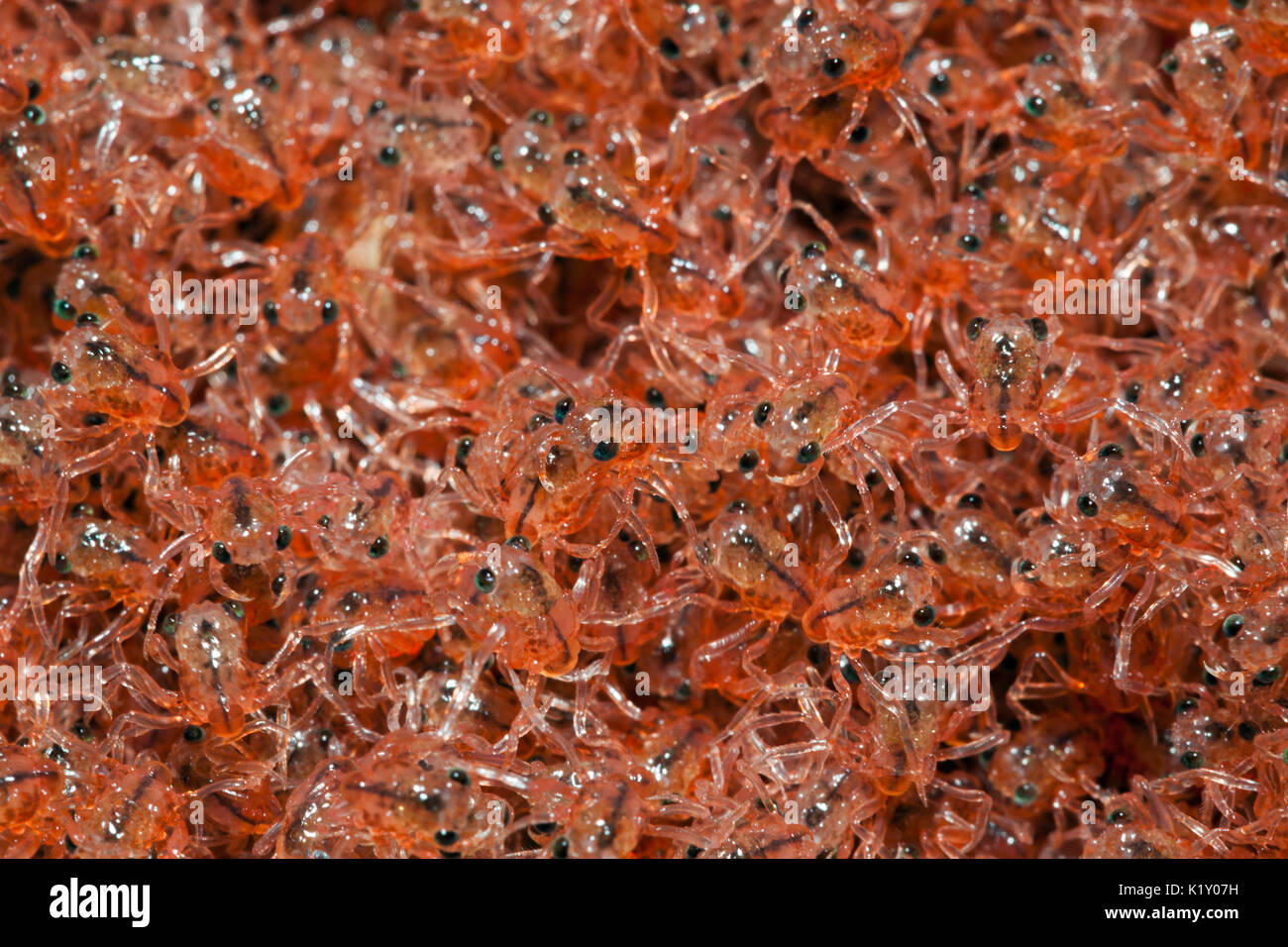 Christmas island red crab larva hi-res stock photography and images - Alamy