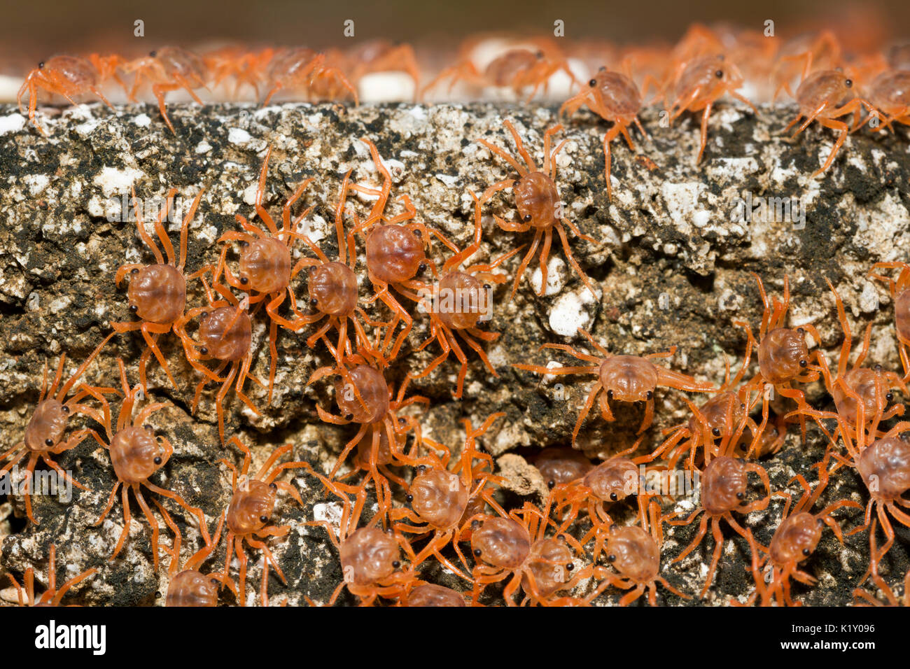 Christmas island red crab larva hi-res stock photography and images - Alamy