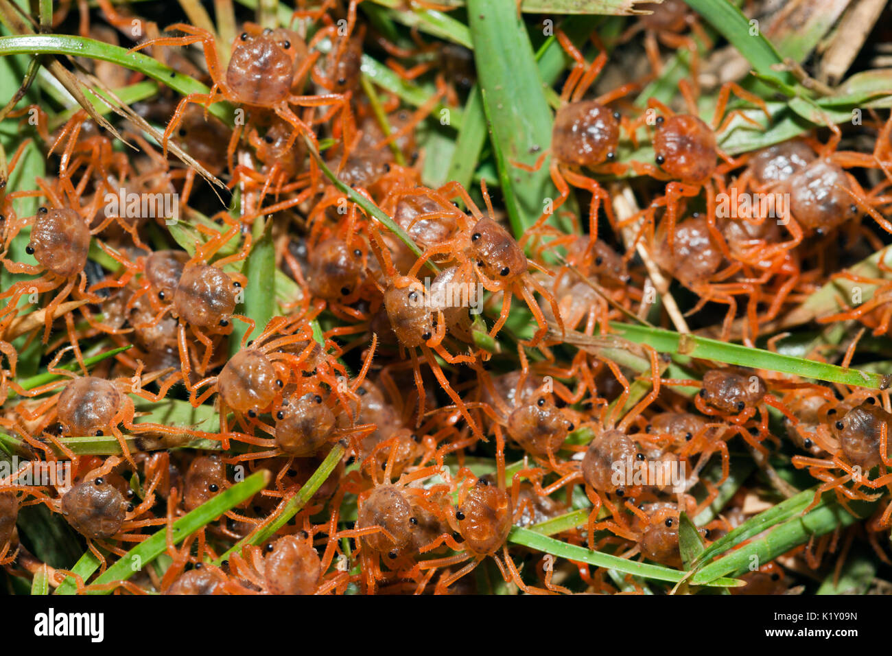 Christmas island red crab larva hi-res stock photography and images - Alamy