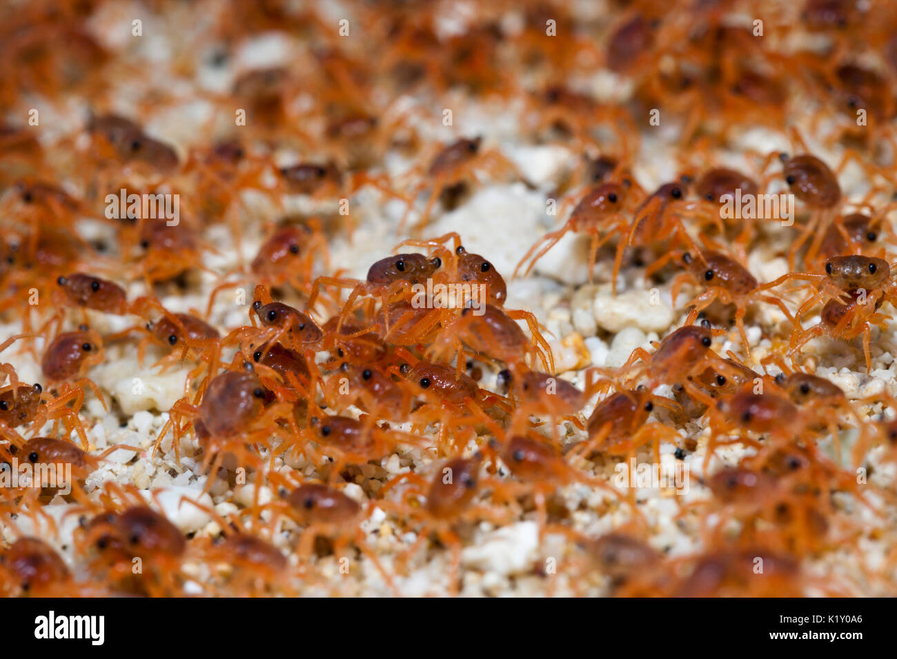 Red crabs australia hi-res stock photography and images - Alamy