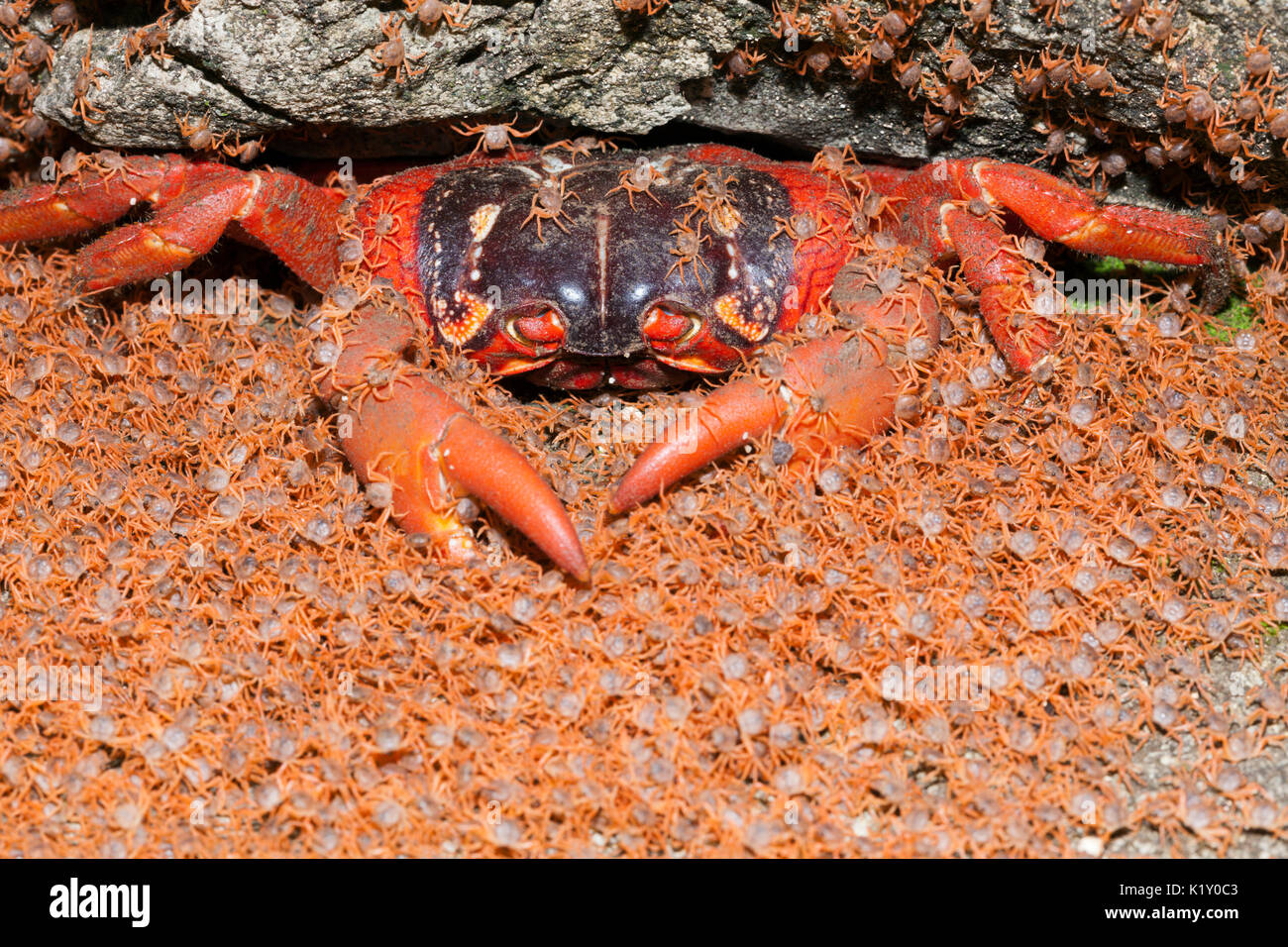 Christmas island red crab larva hi-res stock photography and images - Alamy