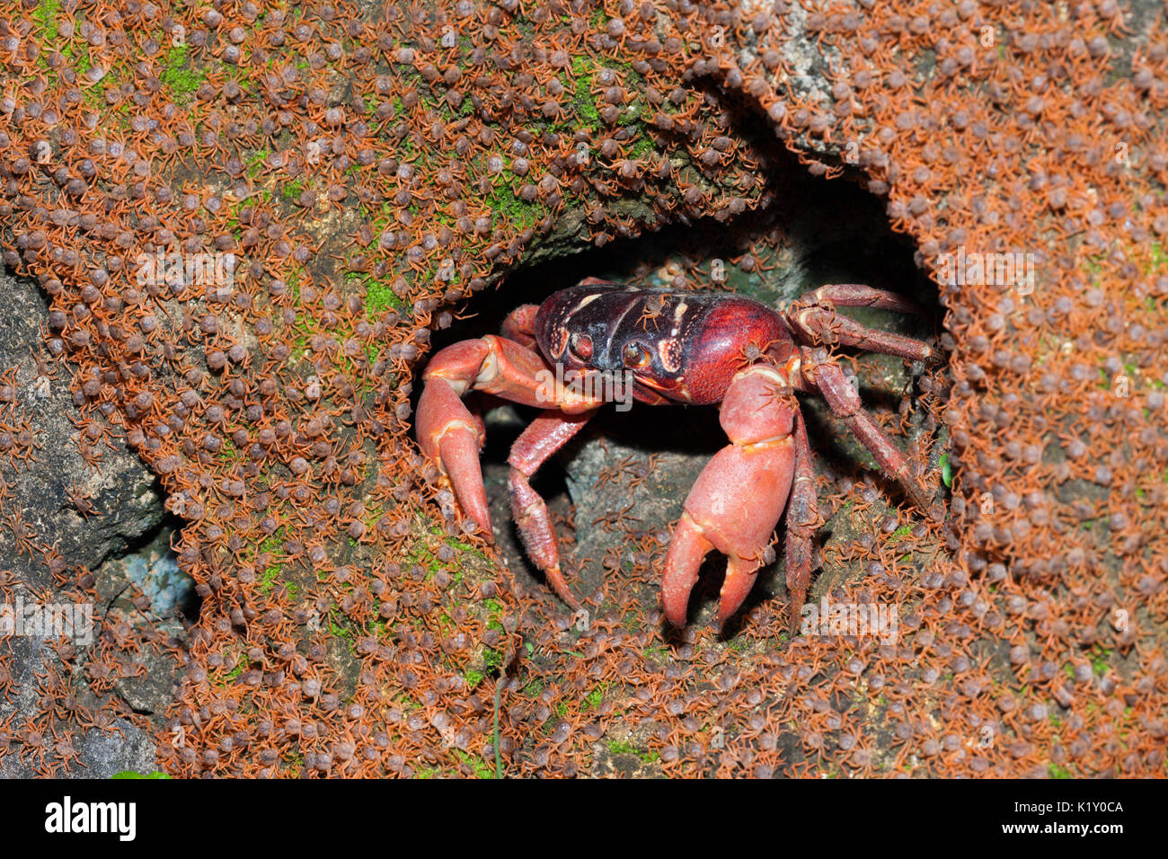 Christmas island red crab larva hi-res stock photography and images - Alamy