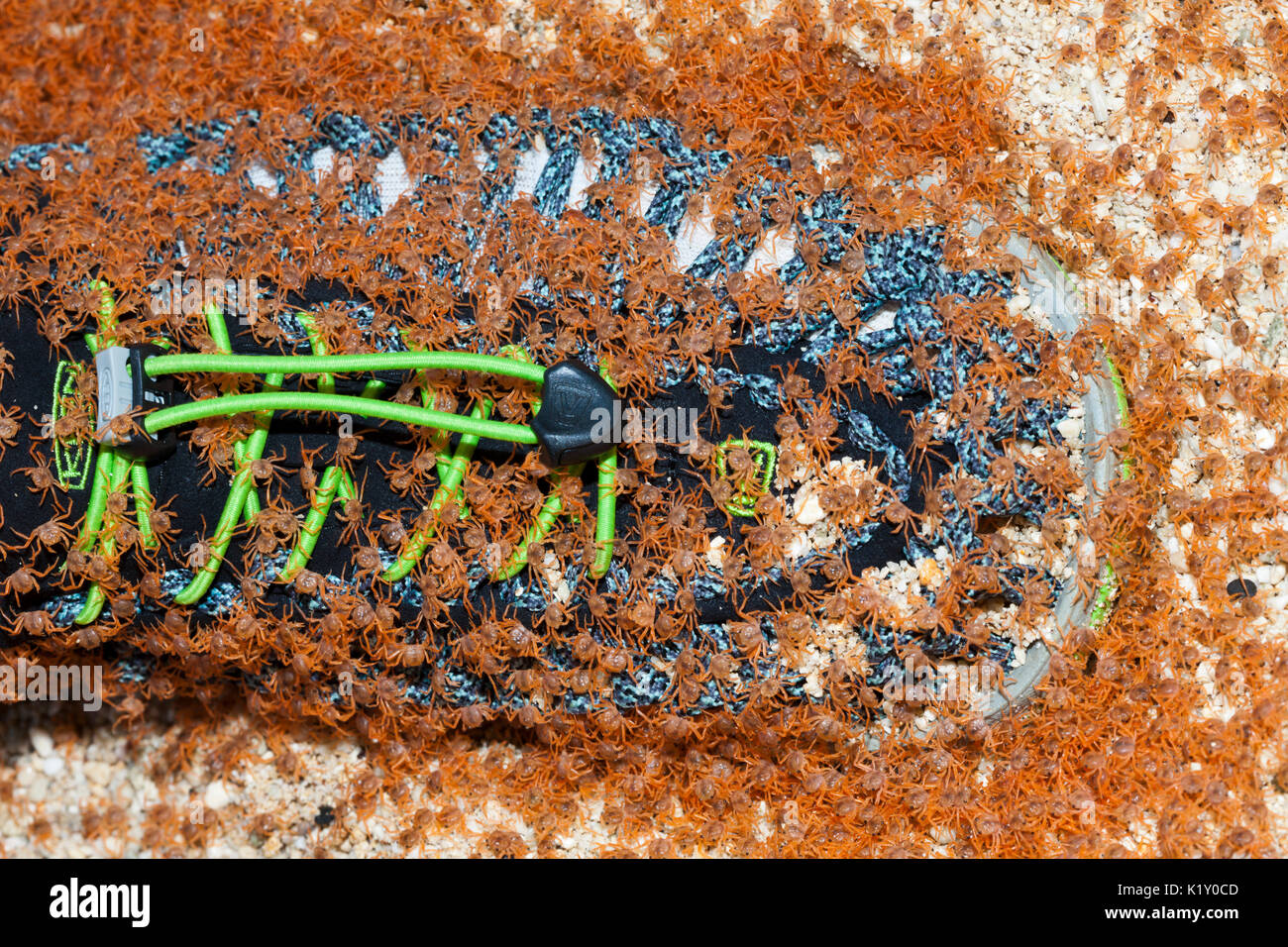 Christmas island red crab larva hi-res stock photography and images - Alamy