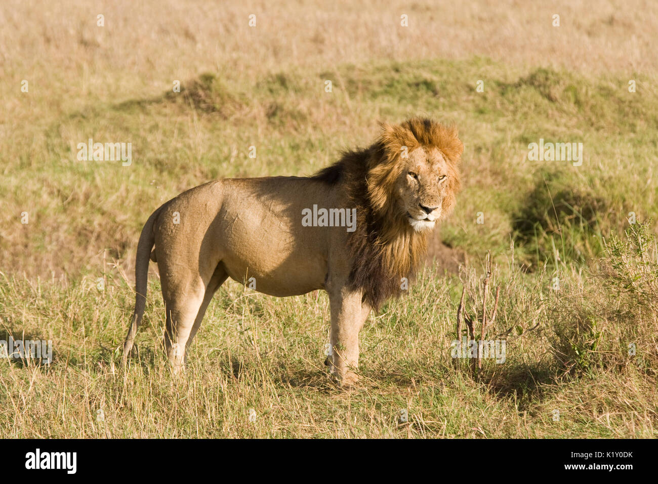 Lion standing up hi-res stock photography and images - Alamy