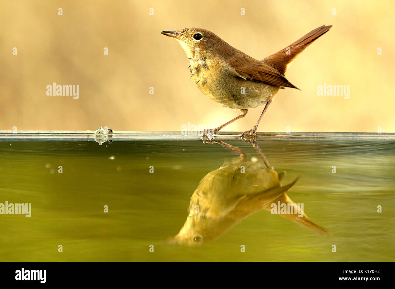 Wildlife luscinia hi-res stock photography and images - Alamy