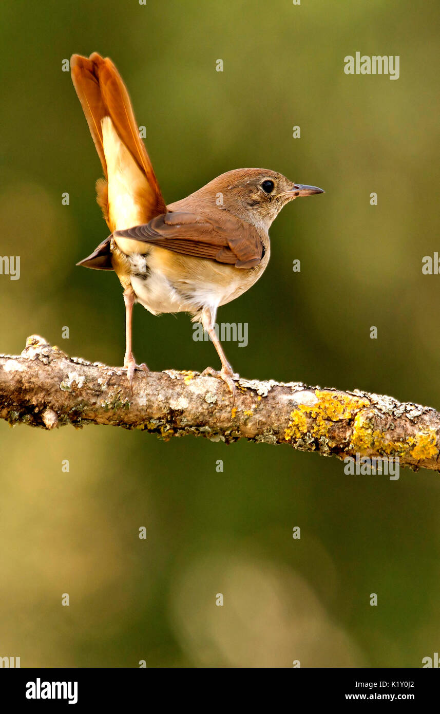 Wildlife luscinia hi-res stock photography and images - Alamy