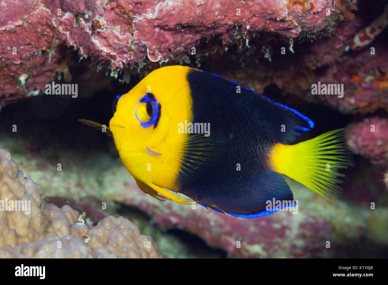 Endemic Cocos Angelfish, Centropyge joculator, Christmas Island ...
