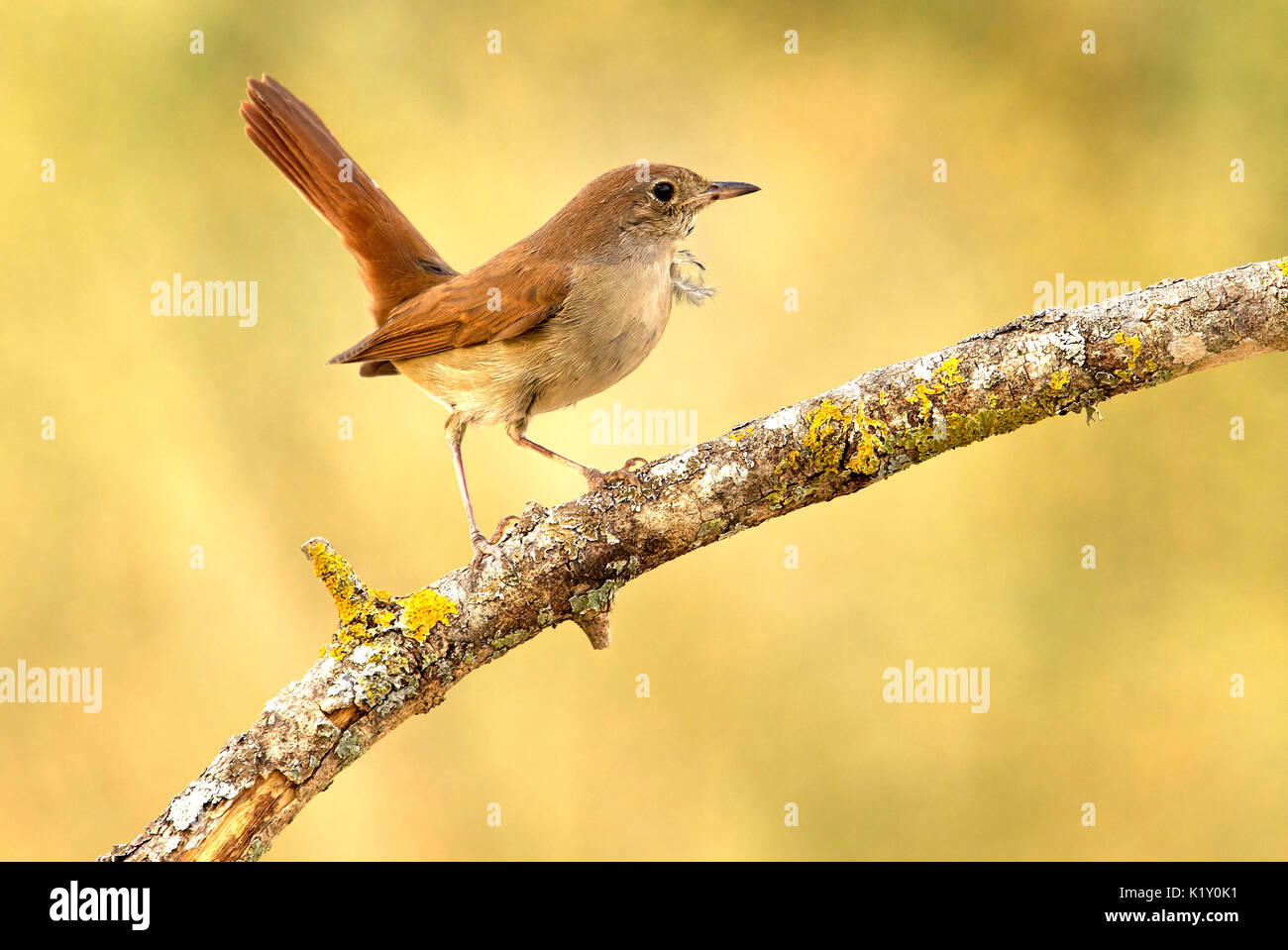 Wildlife luscinia hi-res stock photography and images - Alamy