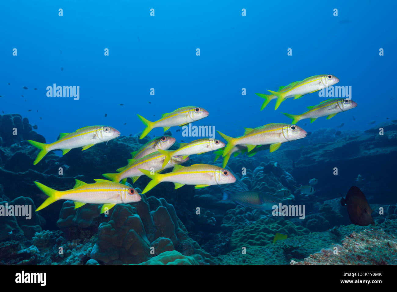 Indian goatfish hi-res stock photography and images - Alamy
