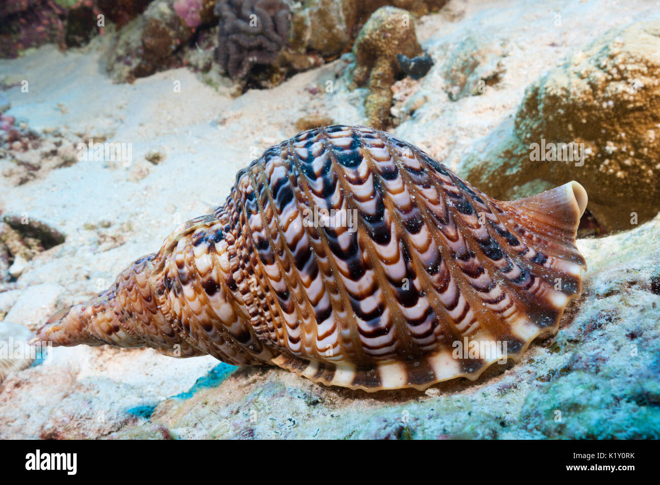 Giant triton snail hi-res stock photography and images - Alamy