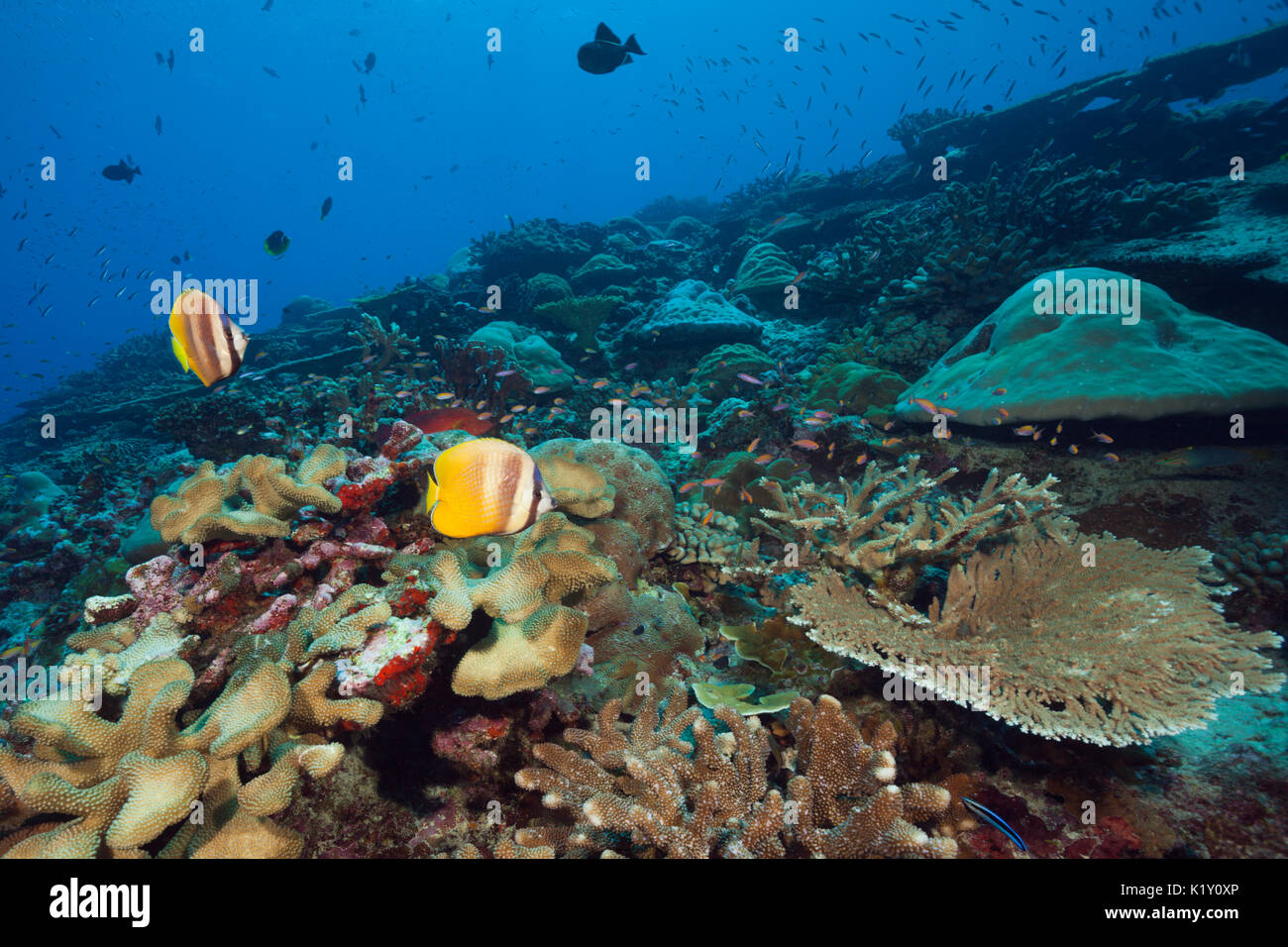 Kleins Butterflyfish over Coral Reef, Chaetodon kleinii, Christmas ...