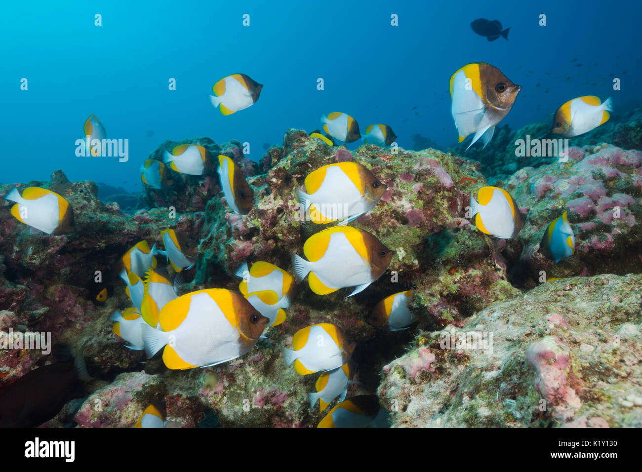 Yellow pyramid butterflyfish hi-res stock photography and images - Alamy
