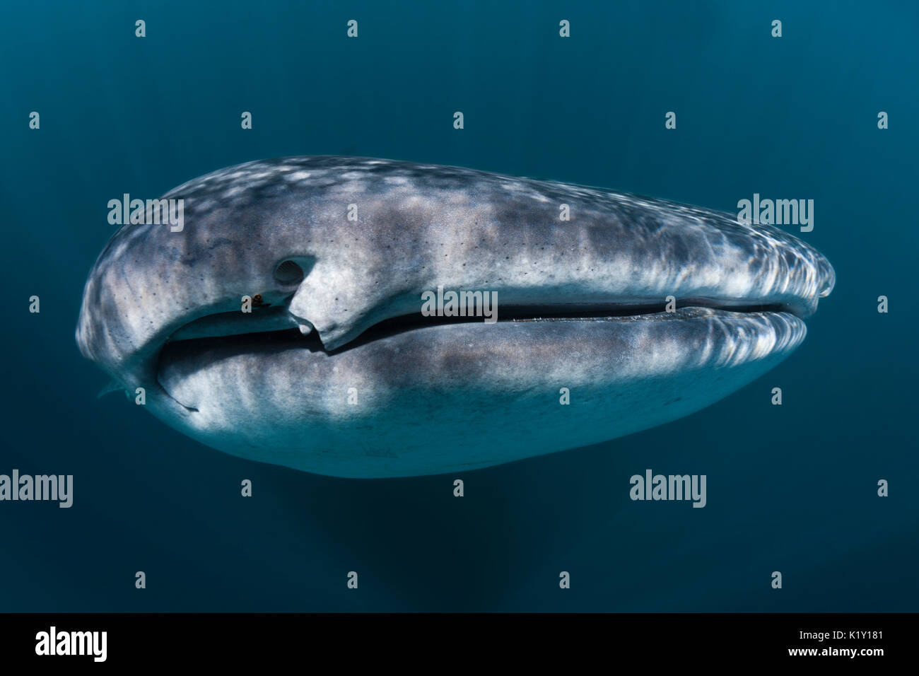 Whale Shark, Rhincodon typus, Christmas Island, Australia Stock Photo ...