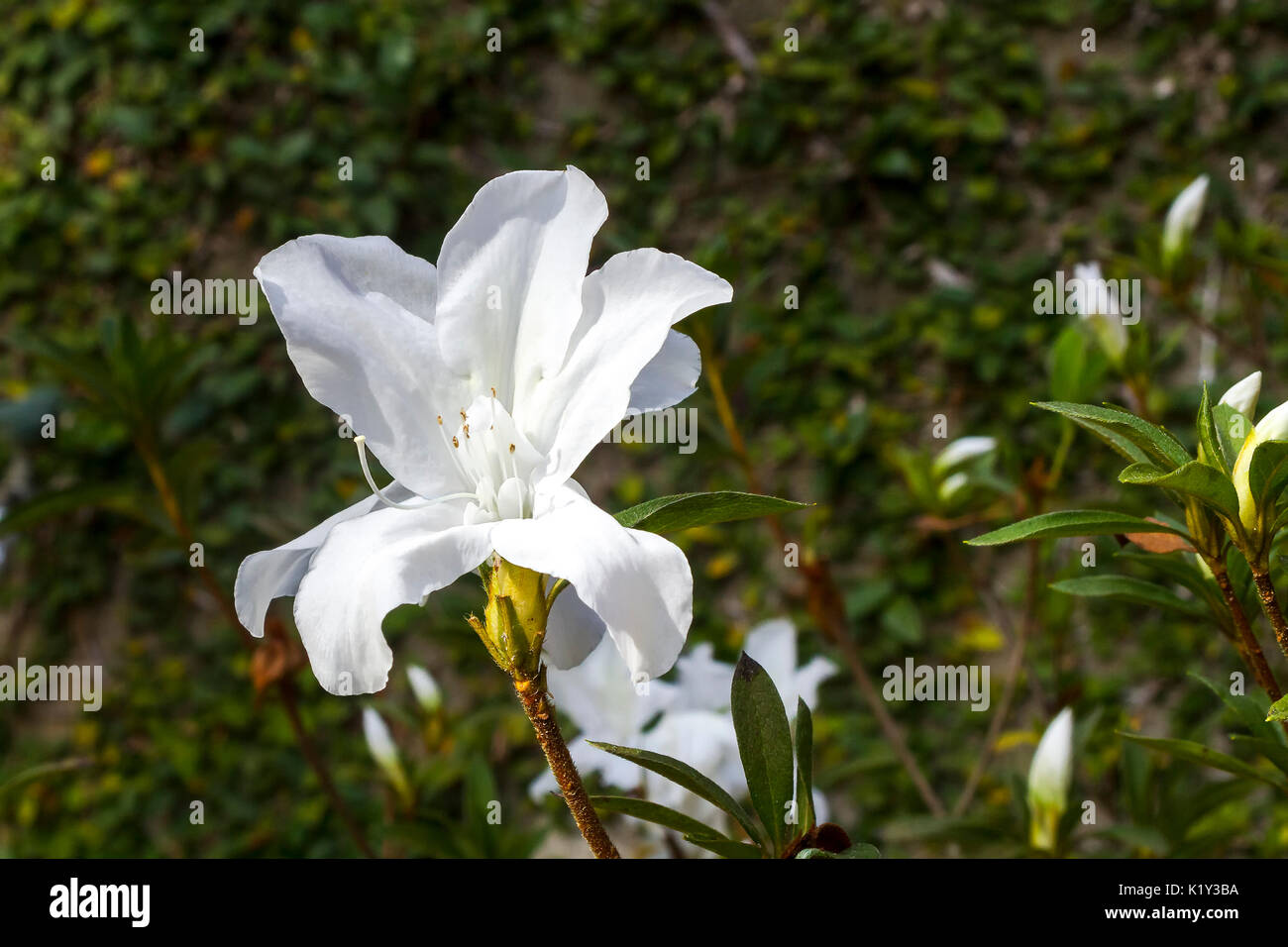 Azalea white garden hi-res stock photography and images - Alamy