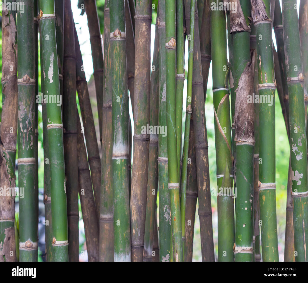 Zen tree hi-res stock photography and images - Alamy