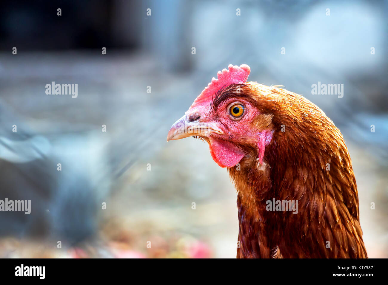 Portrait of a domestic chicken Stock Photo - Alamy