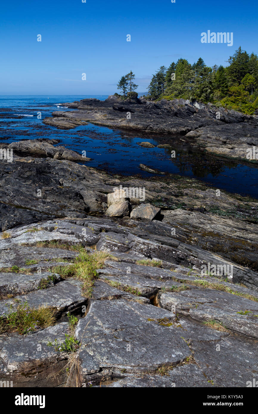 Coastal landscape at Botanical Beach in the Juan de Fuca Provincial ...
