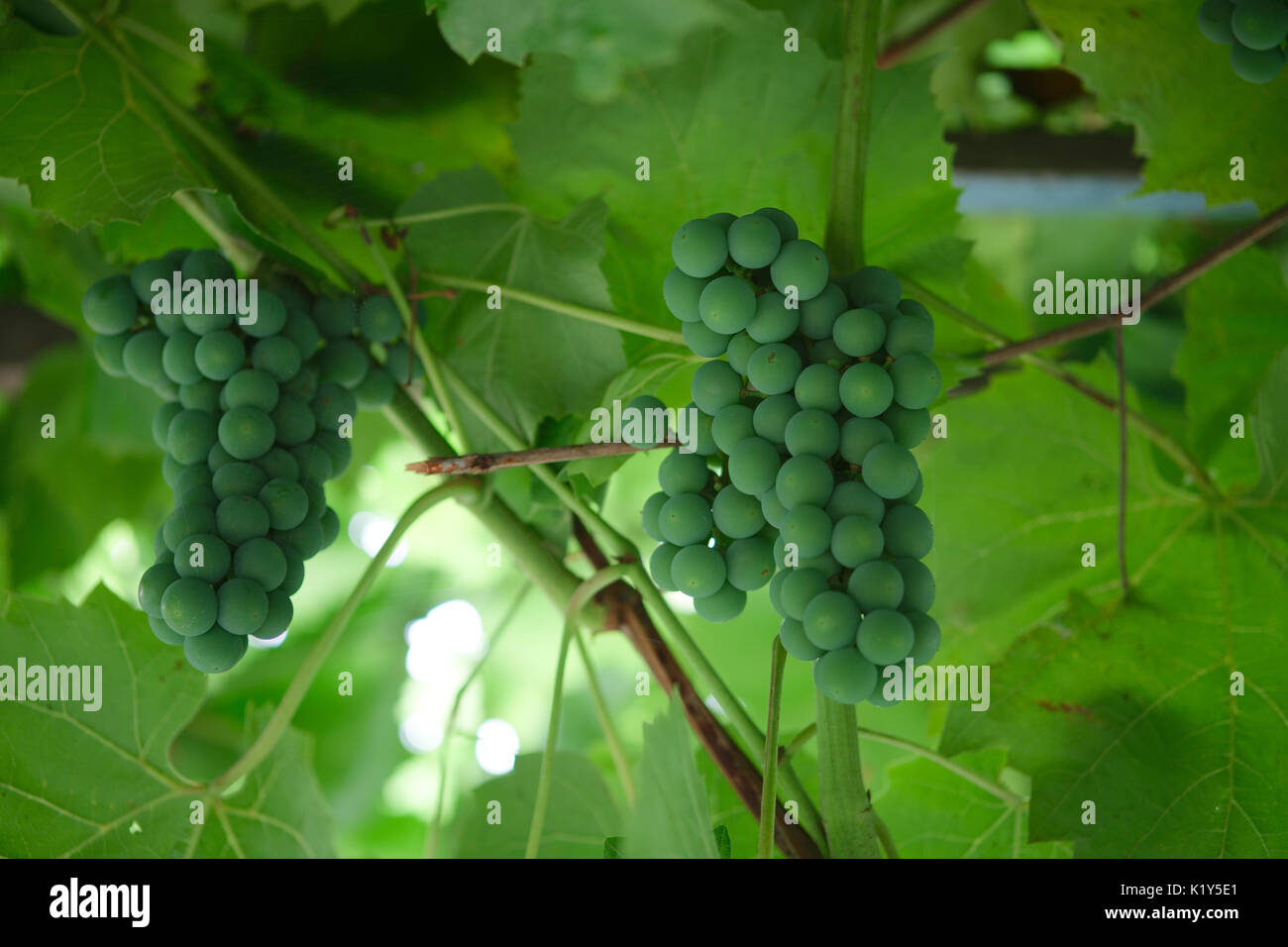 Bunch of unripe green grapes Isabella Stock Photo - Alamy