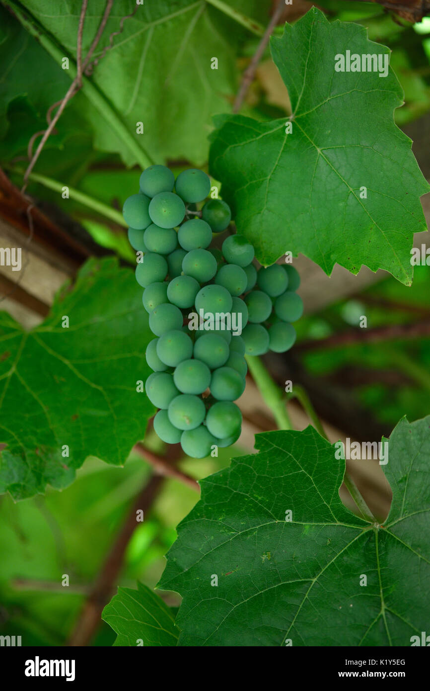 Bunch of unripe green grapes Isabella Stock Photo - Alamy