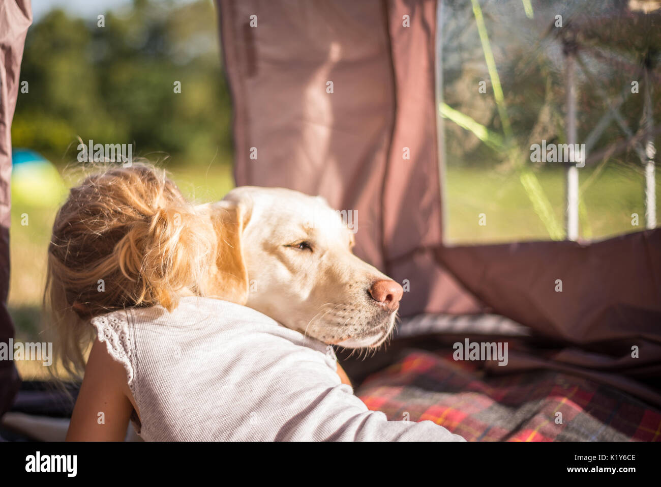 Young girl with purebred Labrador retriever Stock Photo - Alamy