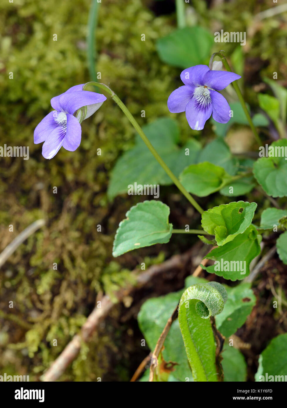 Common Dog-violet - Viola riviniana Whole plant with two flowers Stock ...