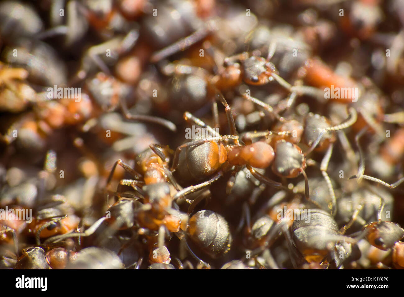 ants moving in anthill Marco many insects background Stock Photo - Alamy