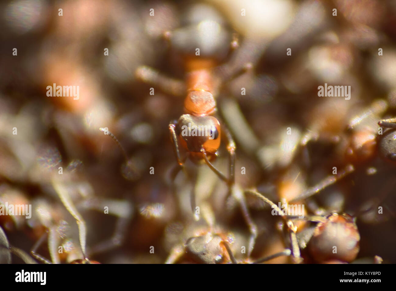 ants moving in anthill Marco many insects background Stock Photo - Alamy