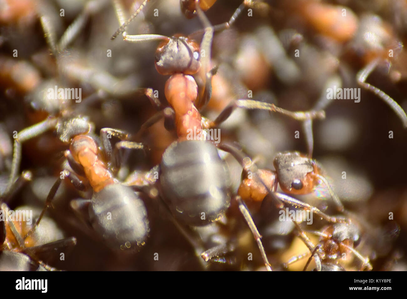 ants moving in anthill Marco many insects background Stock Photo - Alamy