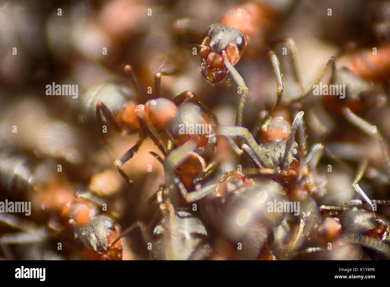 ants moving in anthill Marco many insects background Stock Photo - Alamy