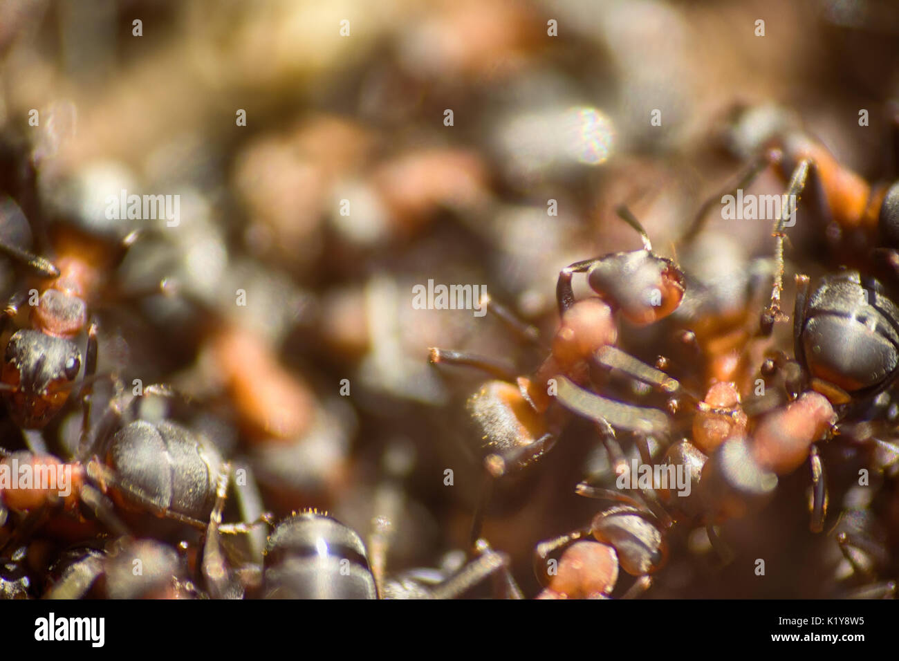 ants moving in anthill Marco many insects background Stock Photo - Alamy