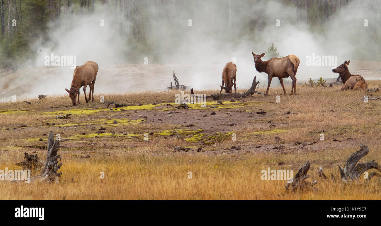 Steambath hi-res stock photography and images - Alamy