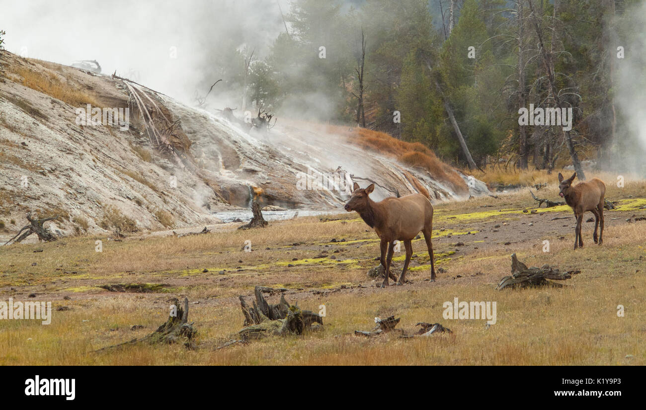 Two Elk in the Steam Stock Photo - Alamy