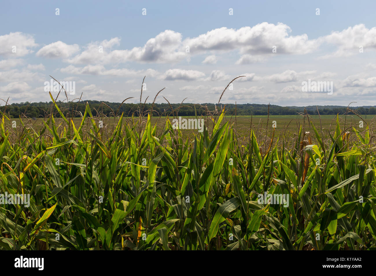 Corn rows in front of a field Stock Photo - Alamy