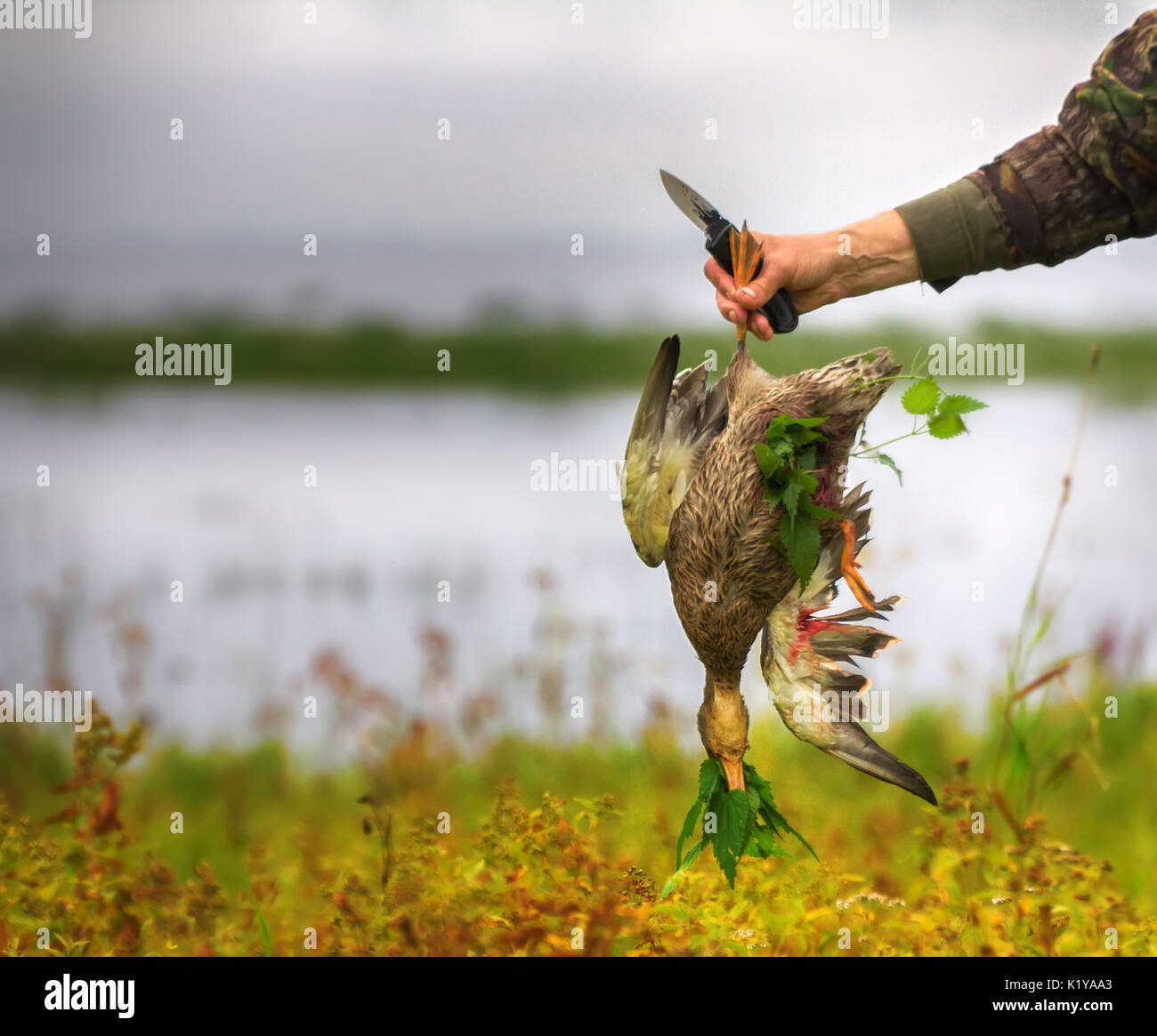 Methods of temporary preservation of game fowl in hot weather. Beak and ...