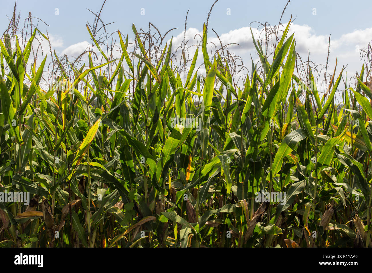 Tall corn plant growing in hi-res stock photography and images - Alamy
