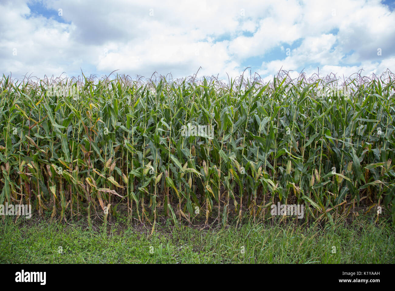 Tall corn plant growing in hi-res stock photography and images - Alamy