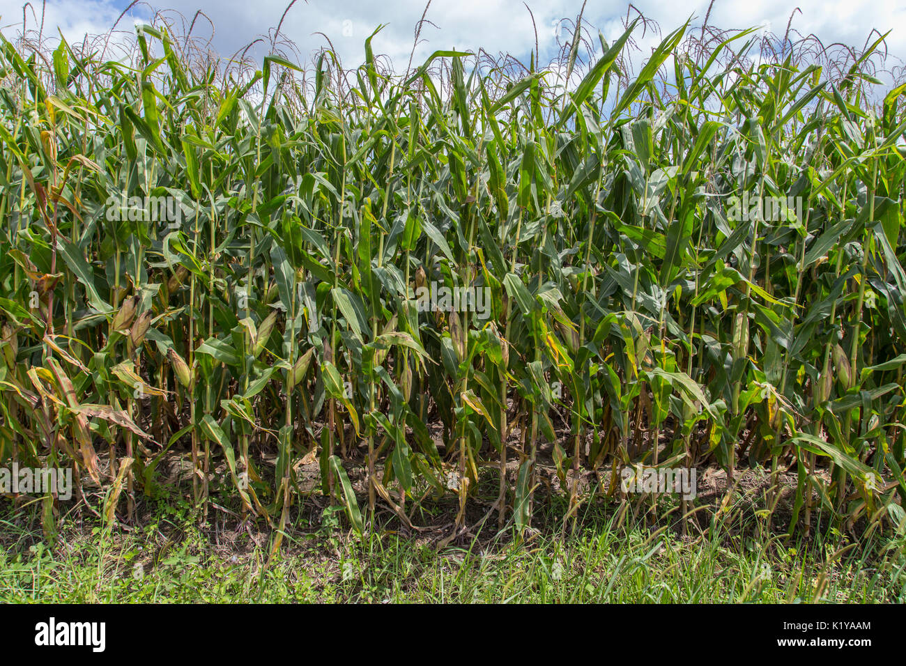 Tall corn plant growing in hi-res stock photography and images - Alamy