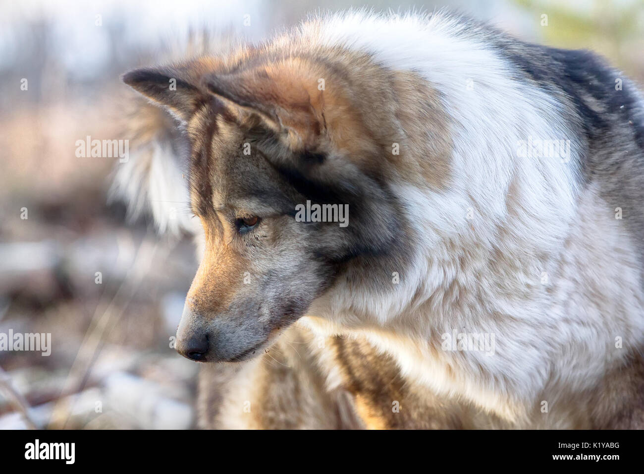 Stoat dog hi-res stock photography and images - Alamy