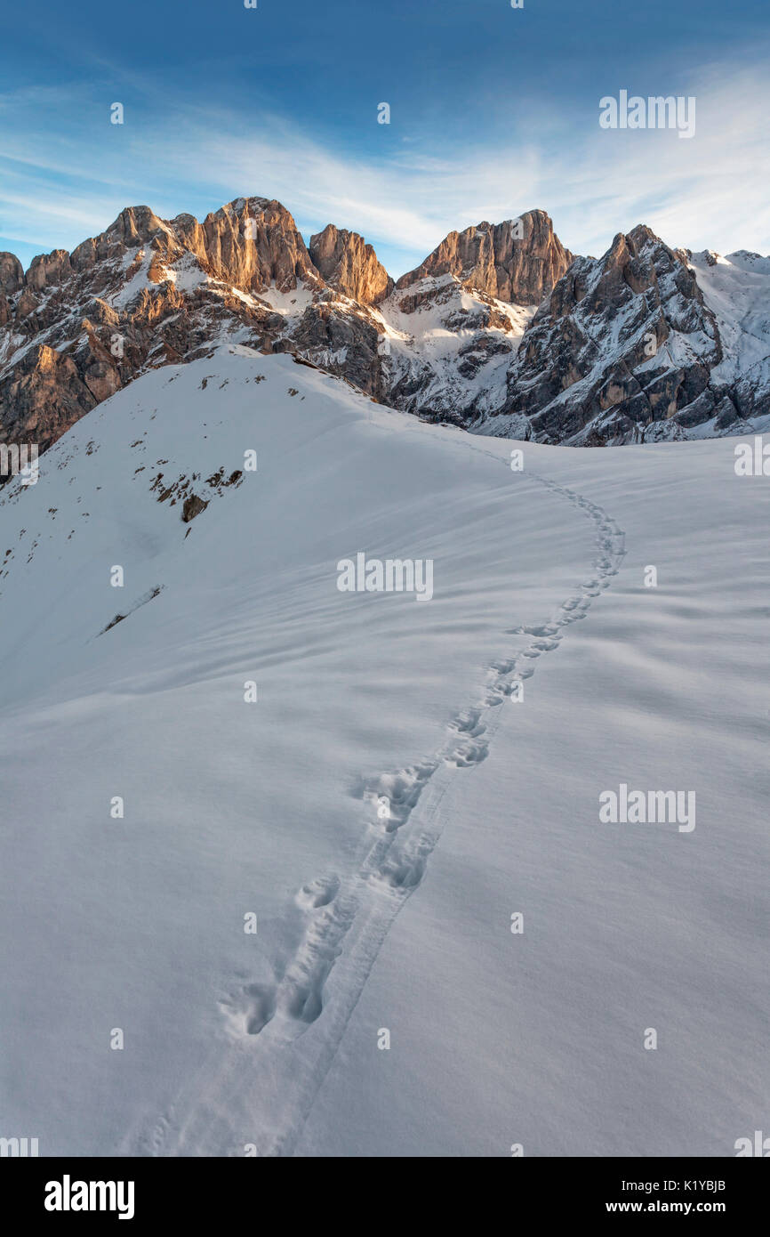 Ungulates tracks in front of the Marmolada, the mountain known as the ...