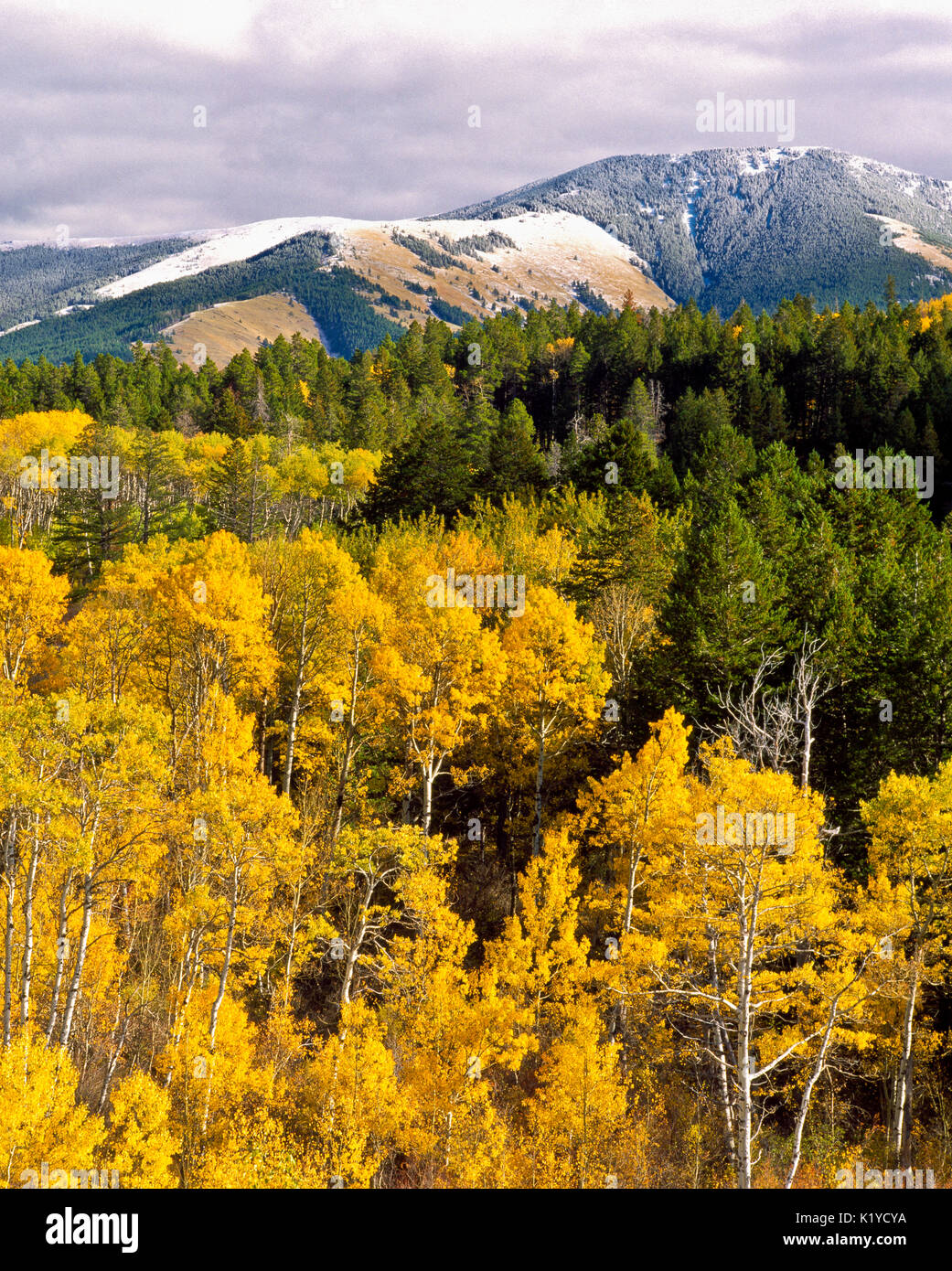 aspen in fall color below the highwood mountains near belt, montana ...