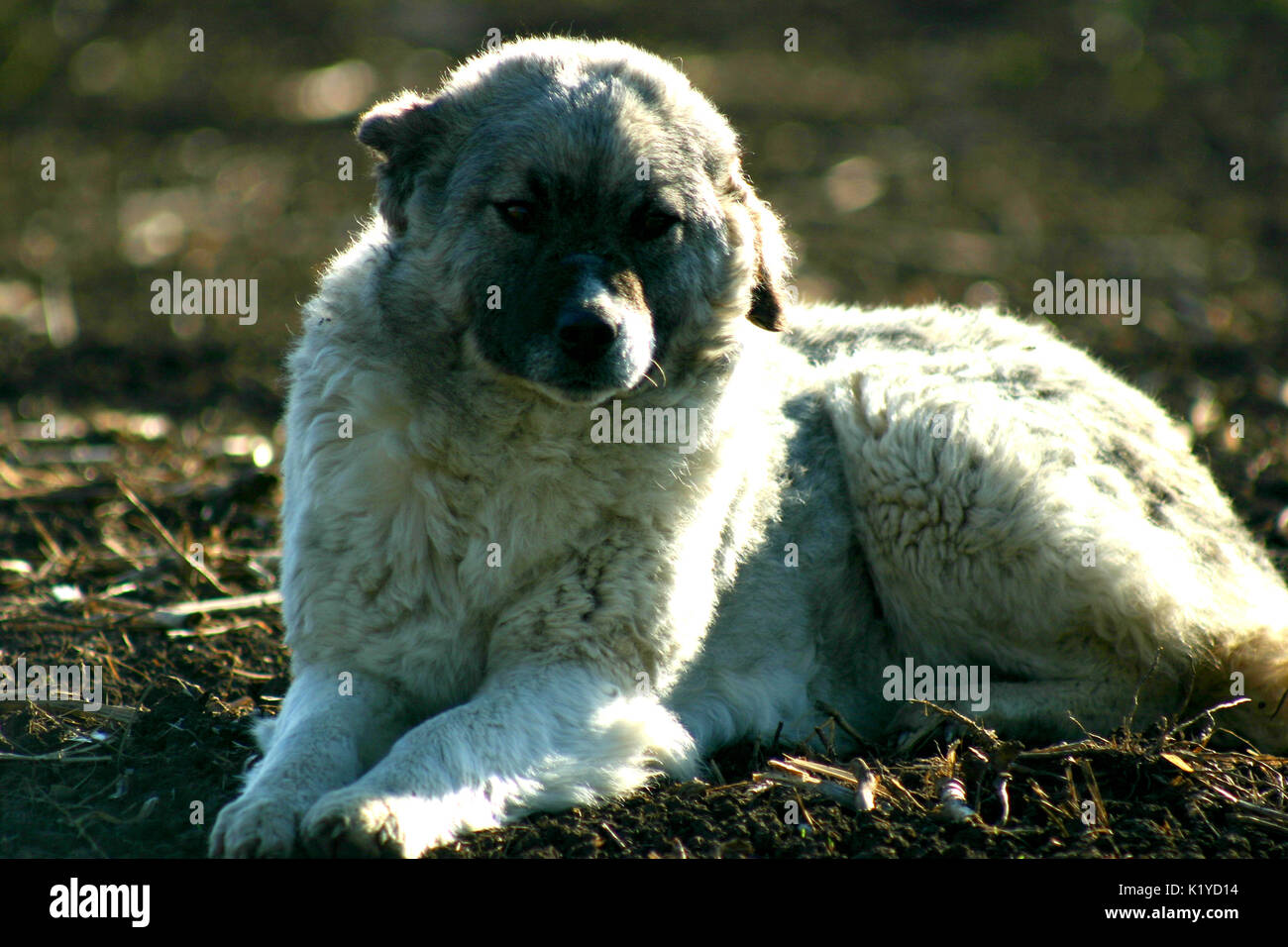 White guard dog in yard Stock Photo - Alamy