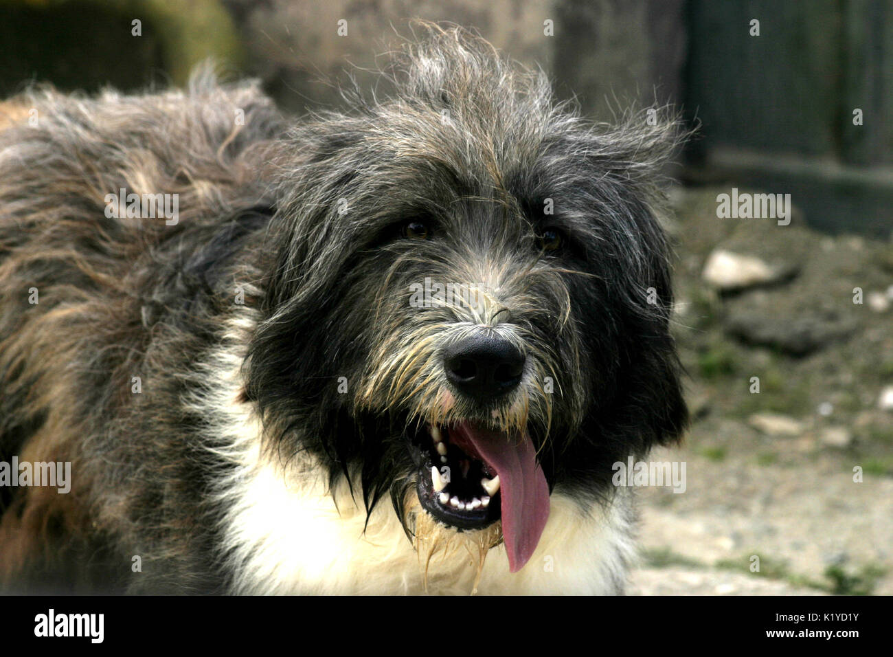 Guard dog in the yard Stock Photo - Alamy