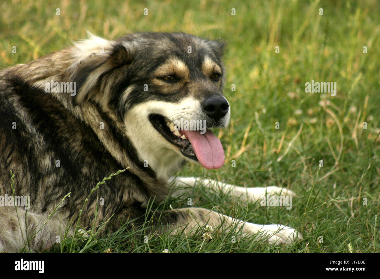 Guard dog in the yard Stock Photo - Alamy