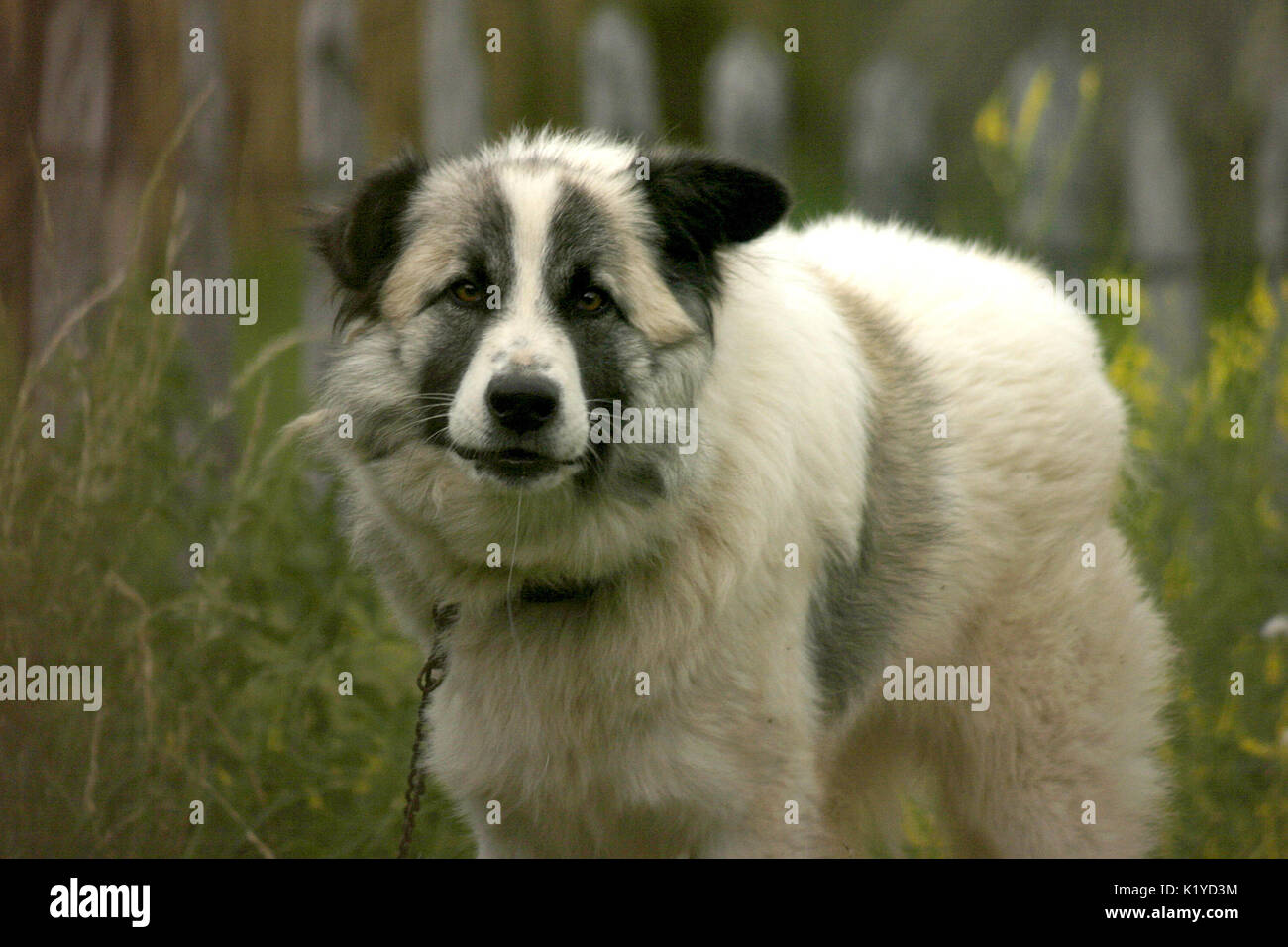 Guard dog in the yard Stock Photo - Alamy