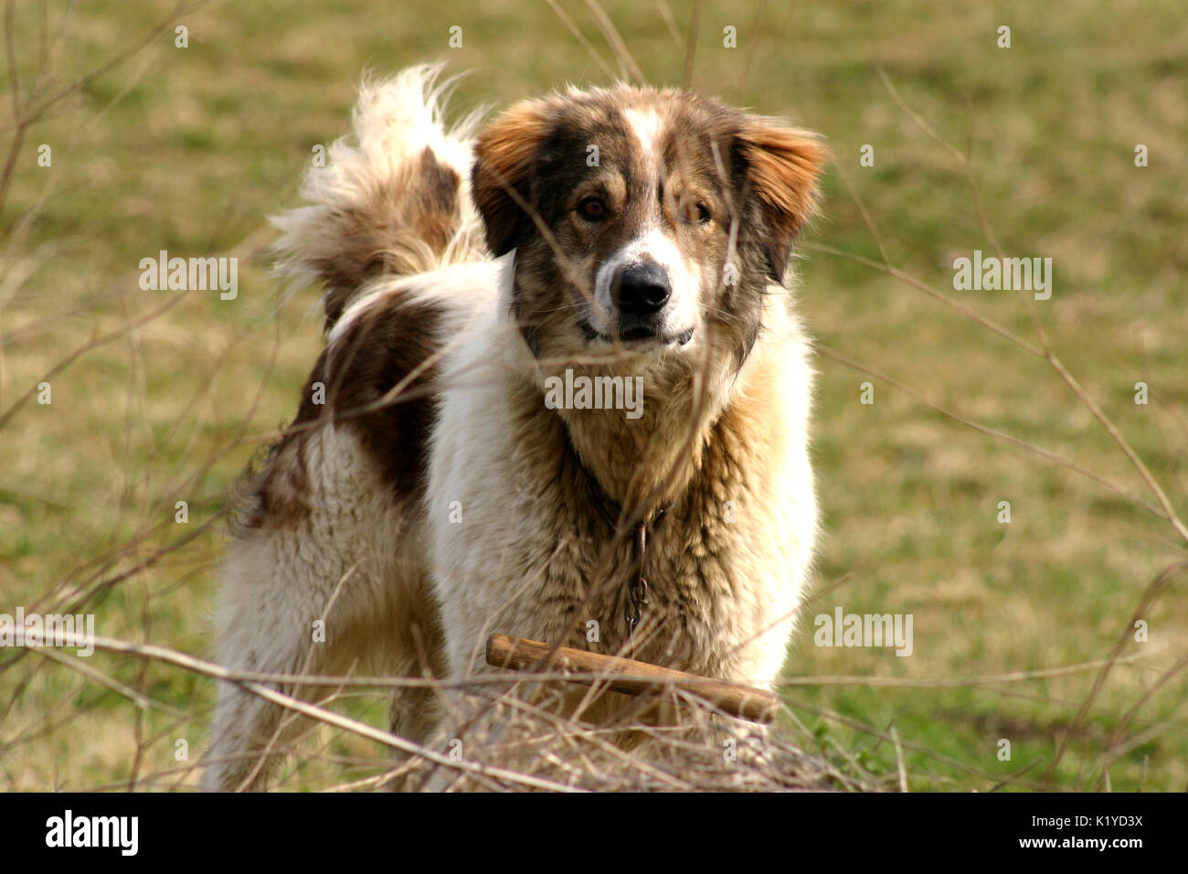 Guard dog in the yard Stock Photo - Alamy
