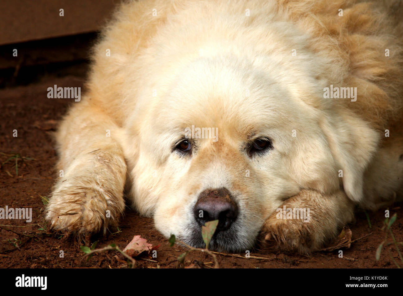 Large white dog resting outside Stock Photo - Alamy