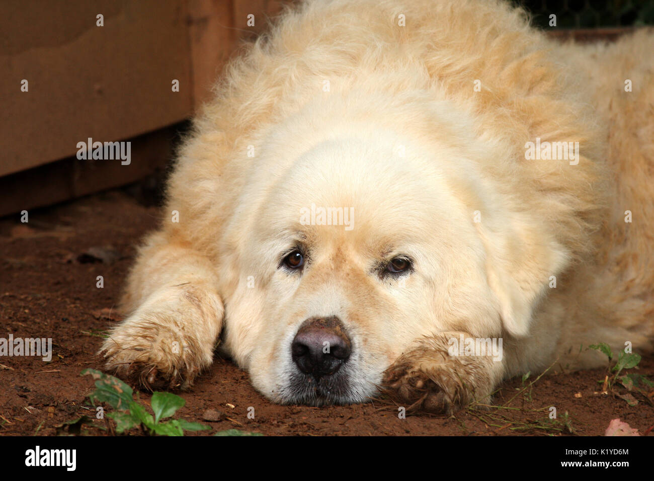 Security guard at rest hi-res stock photography and images - Alamy