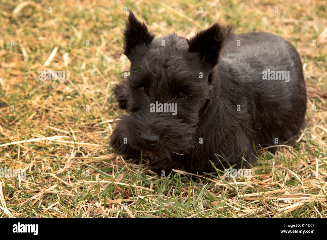 Scottish terrier puppy dog hi-res stock photography and images - Alamy