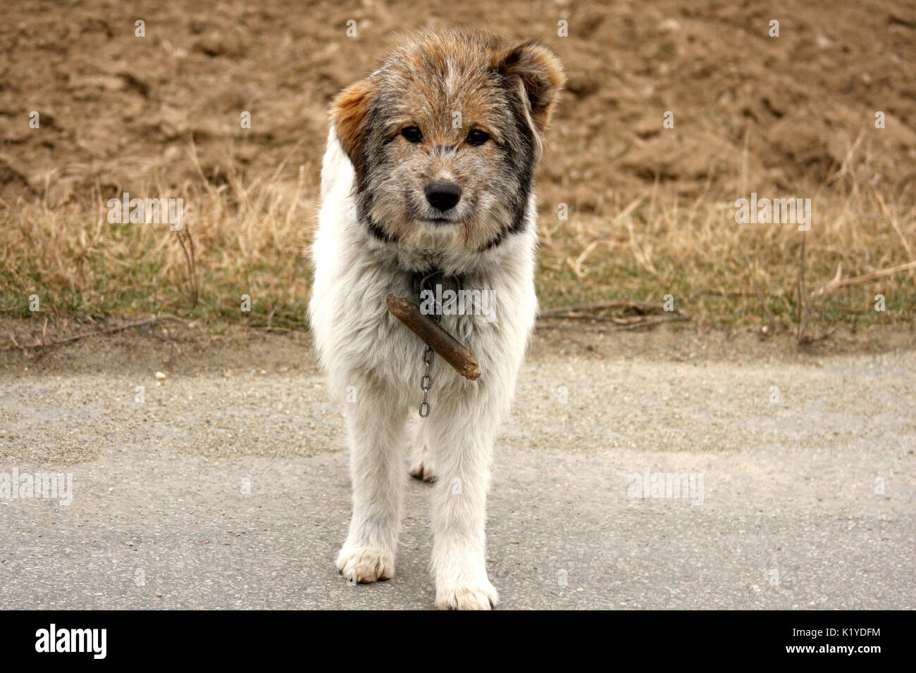 Shepherd dog in Romania Stock Photo - Alamy